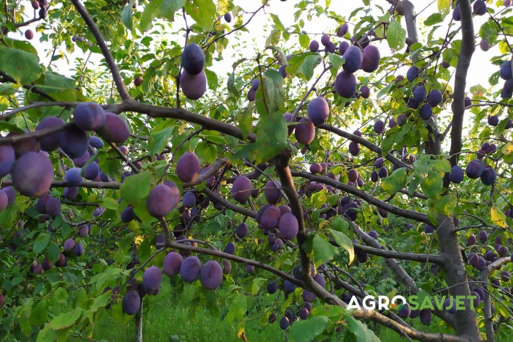 Rama-Prozor.Info • Koje su otporne sorte šljive