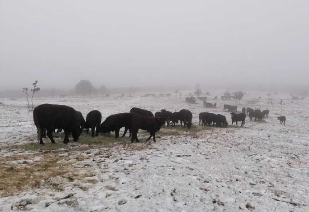 Rama-Prozor.Info • Livno: Krave nadmudrile čopor vukova