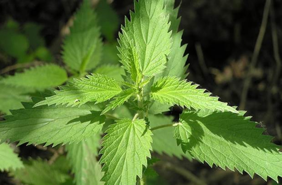 Rama-Prozor.Info • Jedna od najljekovitijih biljaka na planetu, biljka ...